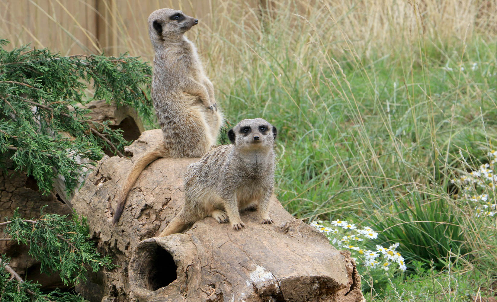Exploring Crealy Adventure Park, Devon - PODcast