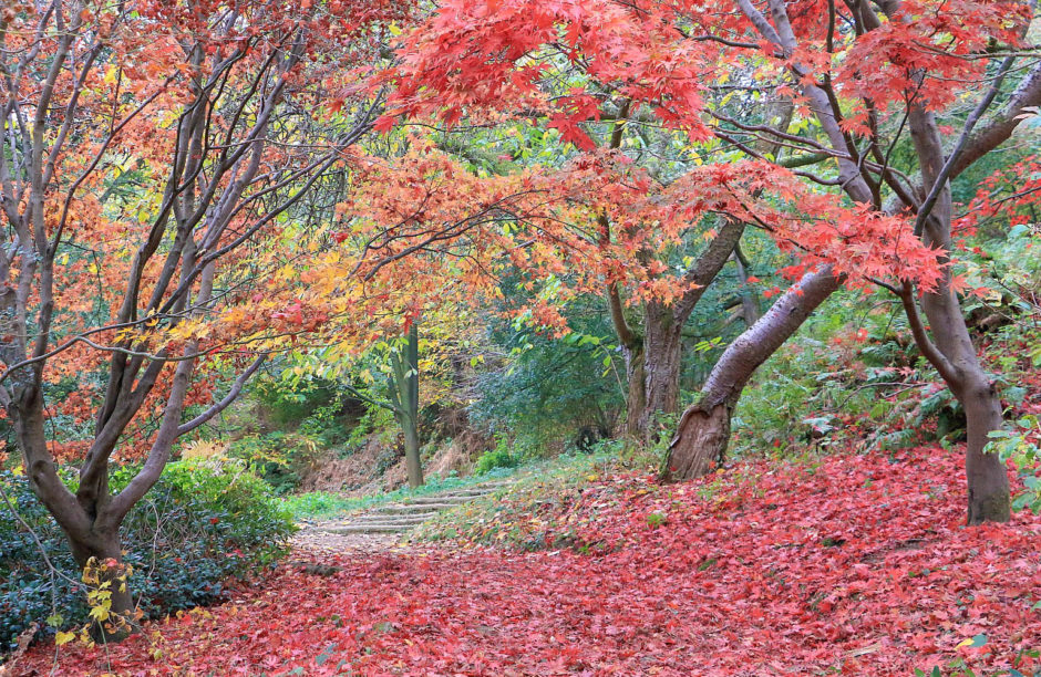 National Trust: 15 places to visit in Surrey - PODcast